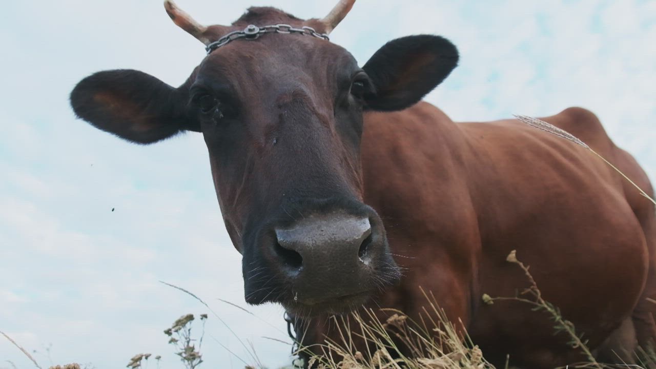 Slow motion portrait of a cow grazing - Free Stock Video
