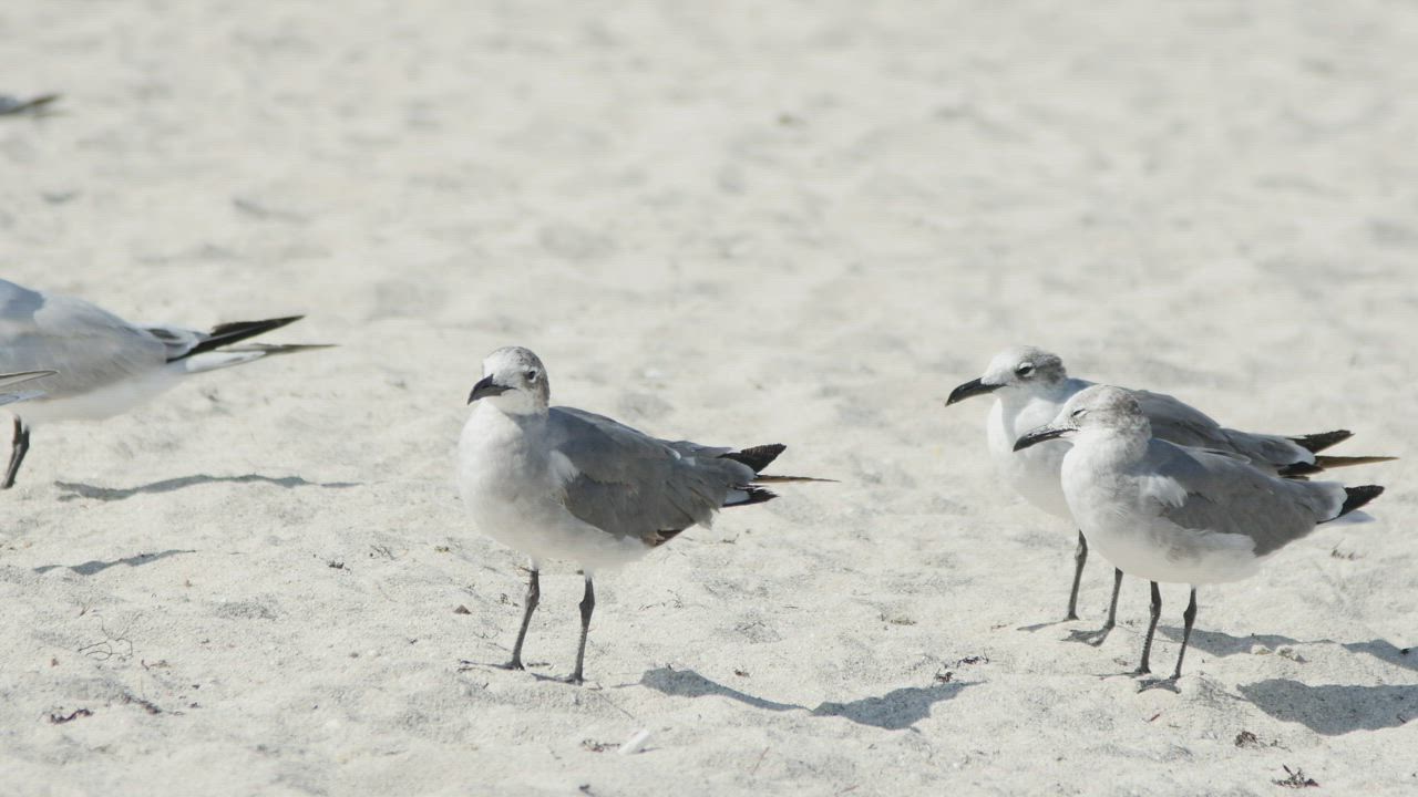 Birds standing on the beach sand - Free Stock Video