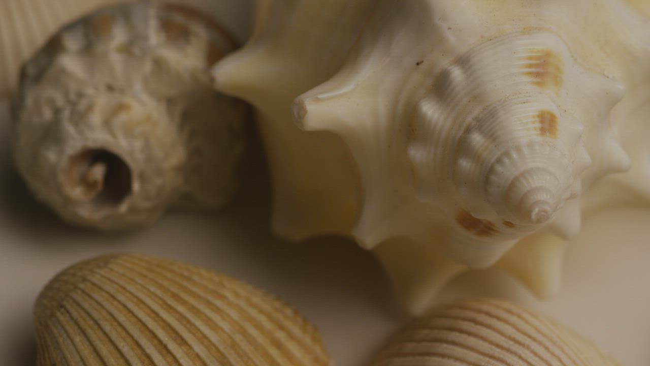 Close up of texture of sea shells - Free Stock Video