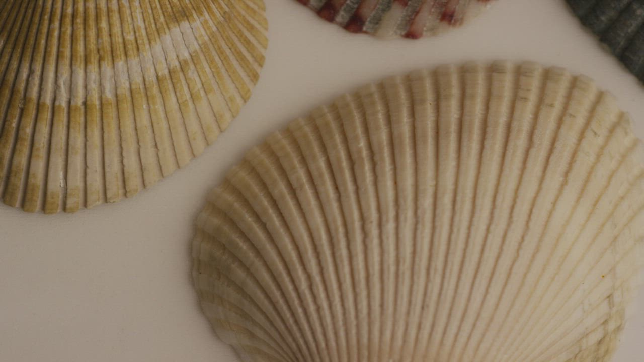 Close up of sea shells - Free Stock Video