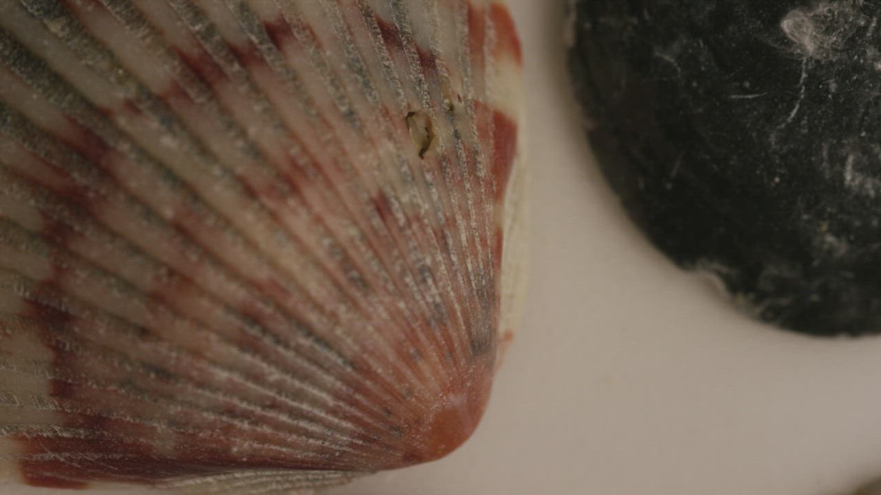 Macro close up of sea shells texture - Free Stock Video