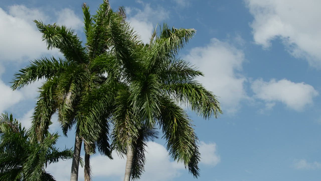 Close up of palm tree branches high up - Free Stock Video