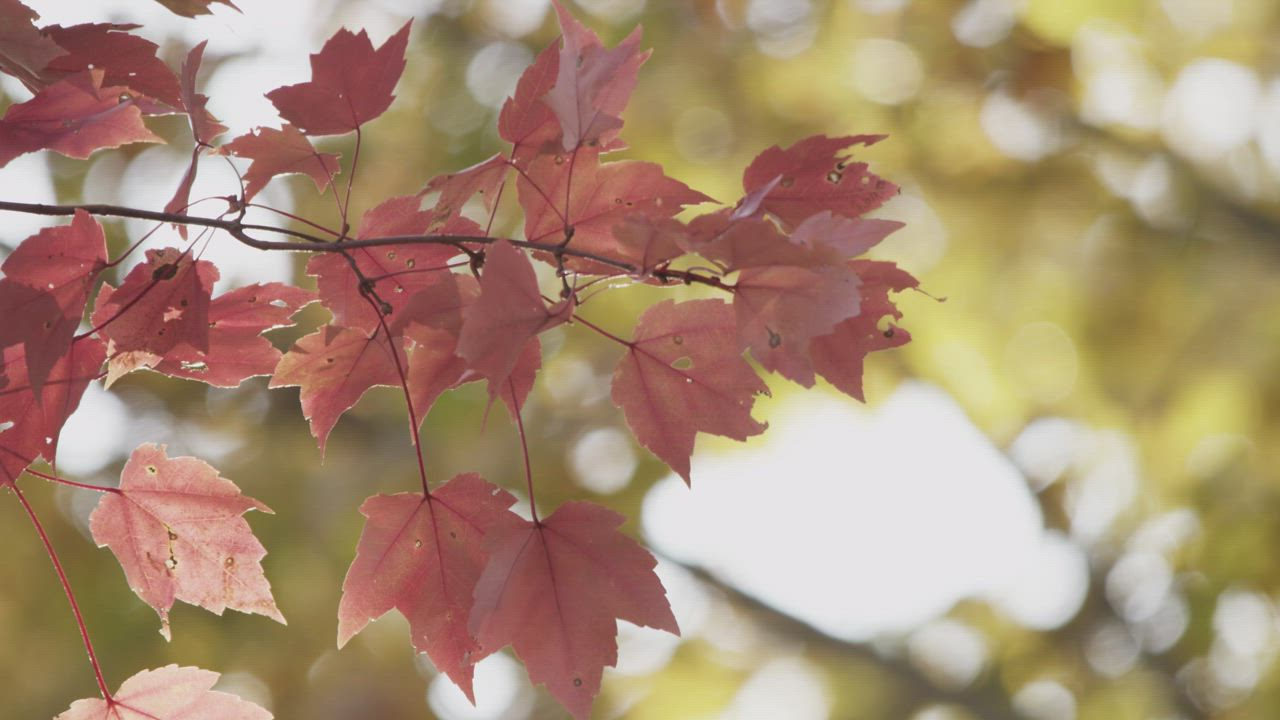Tree leaves in autumn, close up - Free Stock Video