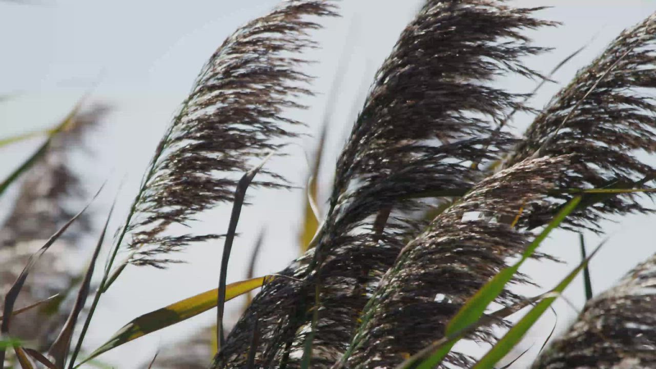 Wind moving trees - Free Stock Video