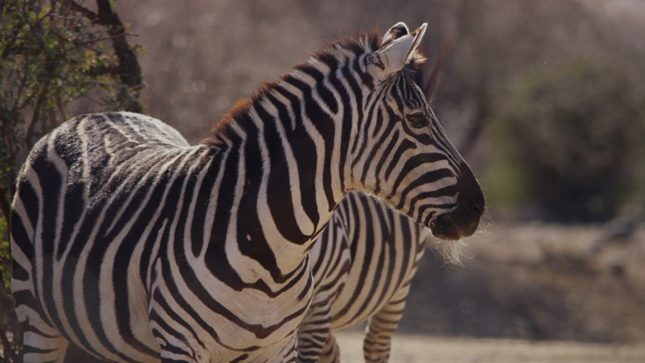 Zebras sunbathing in the desert - Free Stock Video