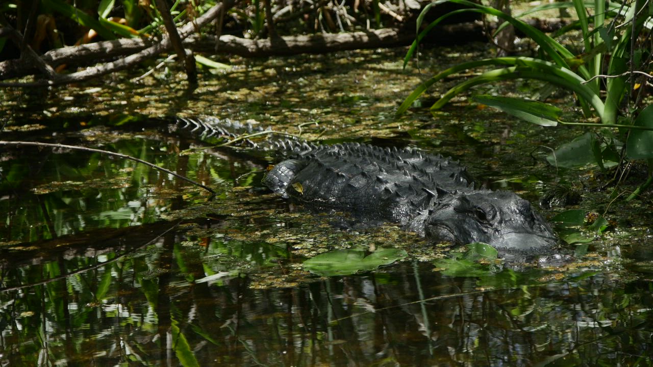 Crocodile perched in a swamp - Free Stock Video