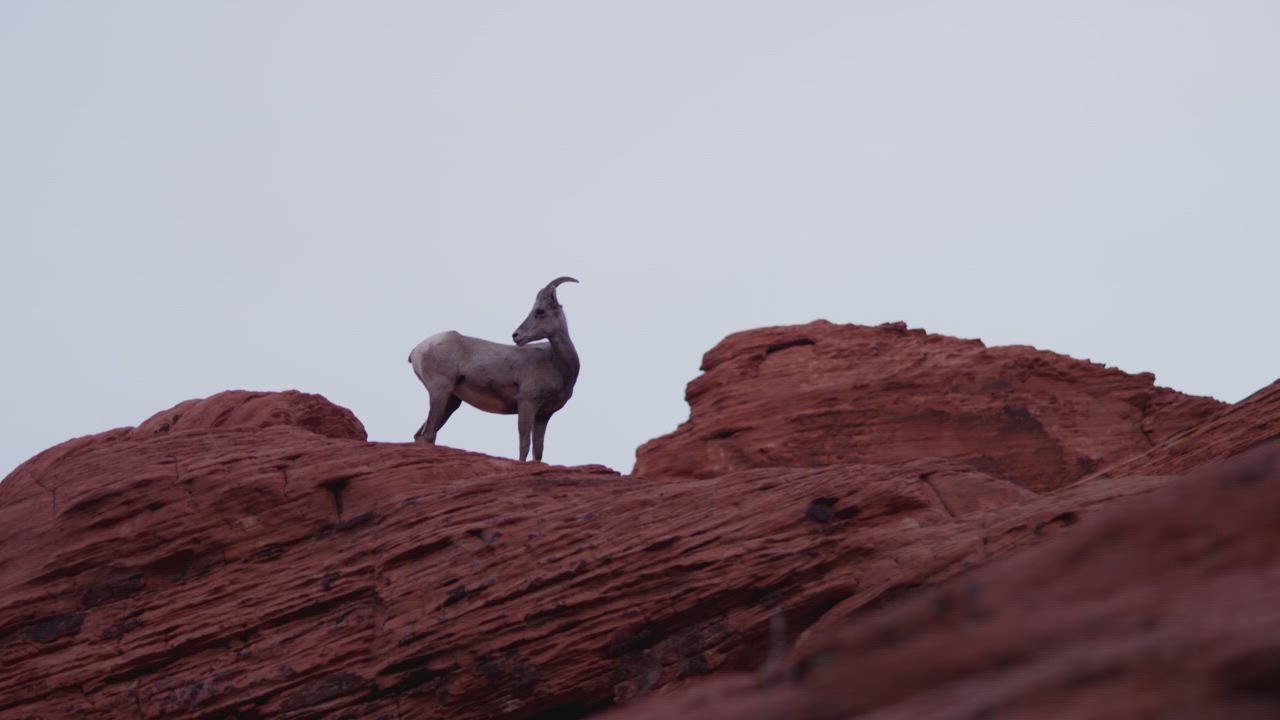 Goat on top of a rocky hill - Free Stock Video