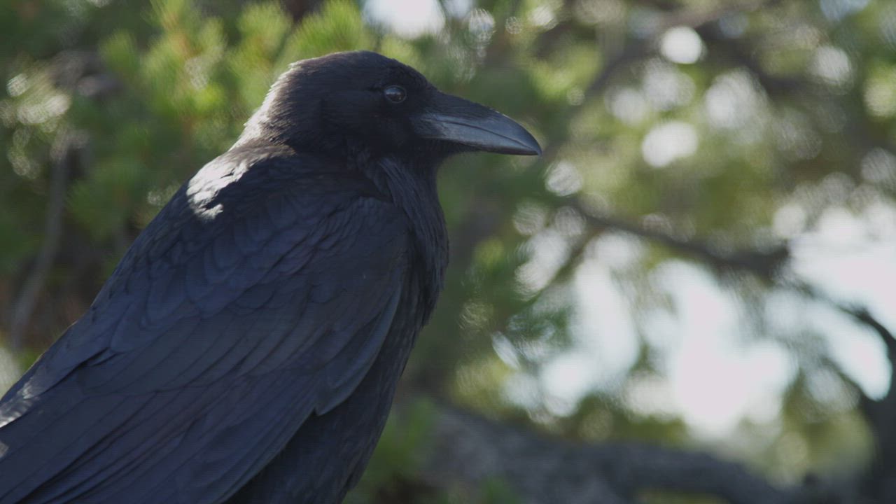 Raven looking around in a tree - Free Stock Video