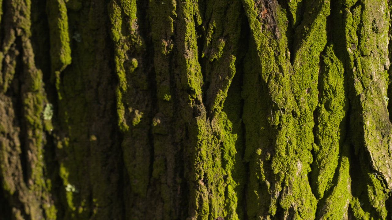 Texture of the bark of a wet tree - Free Stock Video