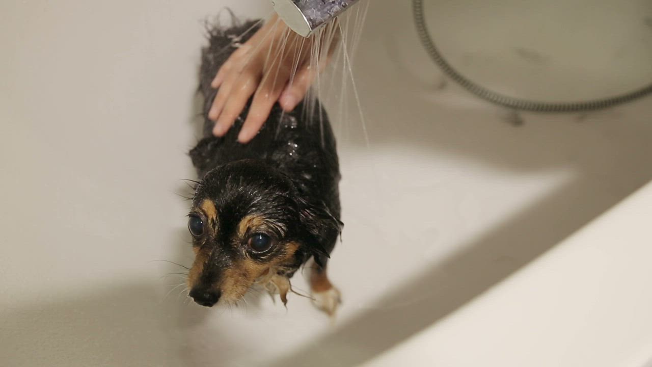 Person bathing his dog in the bathtub - Free Stock Video