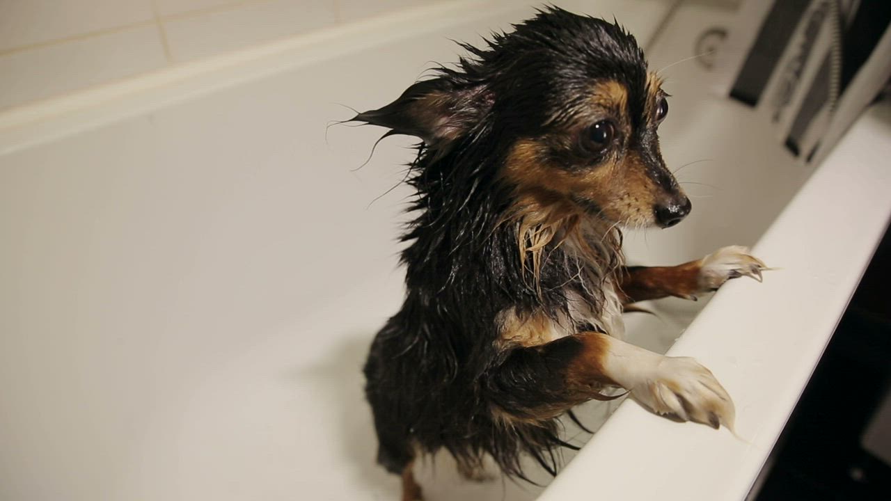 Cute wet dog in the bathtub after a bath - Free Stock Video