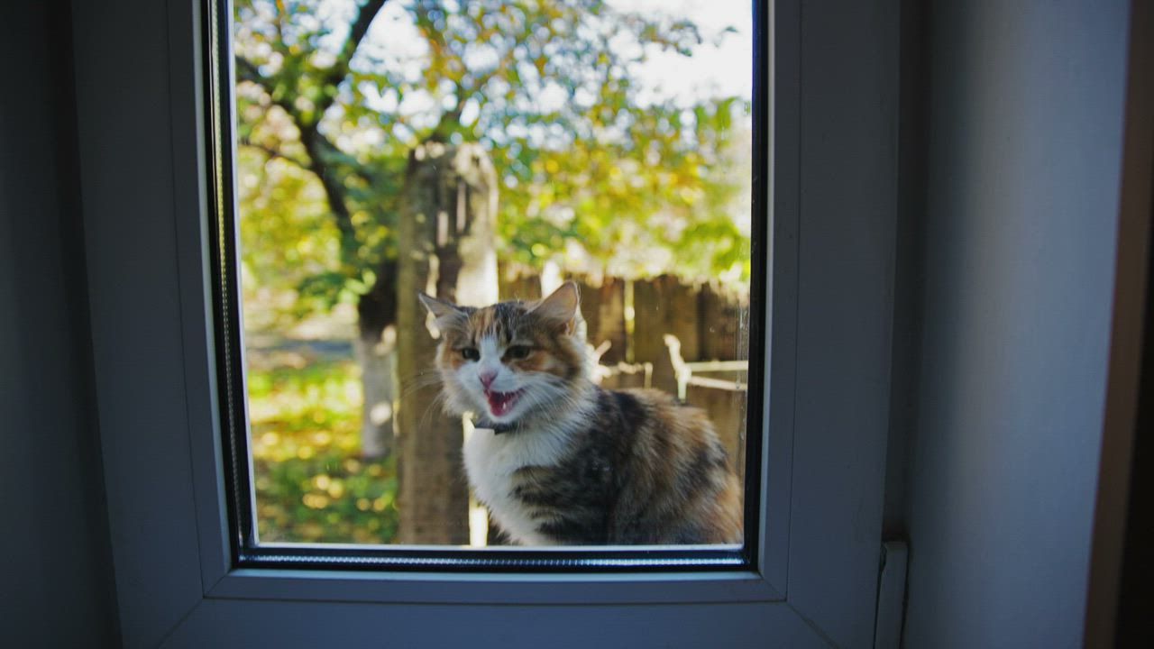 Beautiful cat meowing outside the window - Free Stock Video