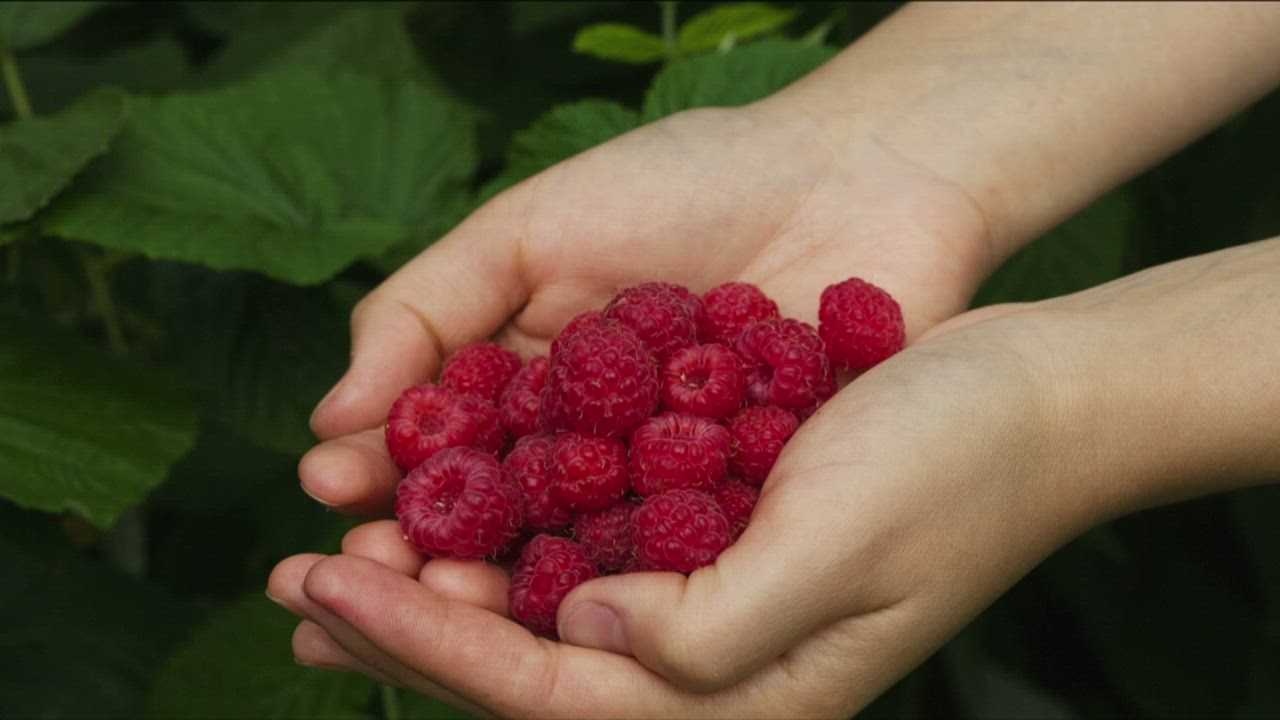 Raspberries falling into the hands of a person - Free Stock Video