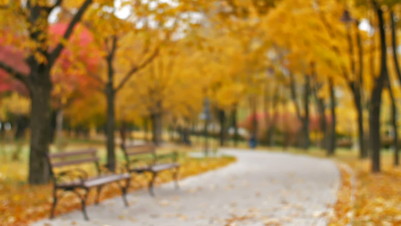 Park during fall covered with dry leaves - Free Stock Video