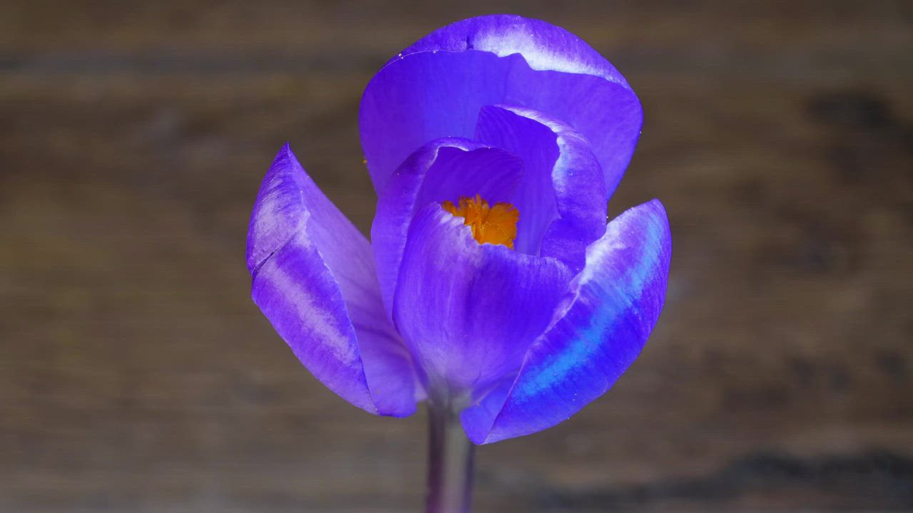Blue flower slowly opening its petals - Free Stock Video