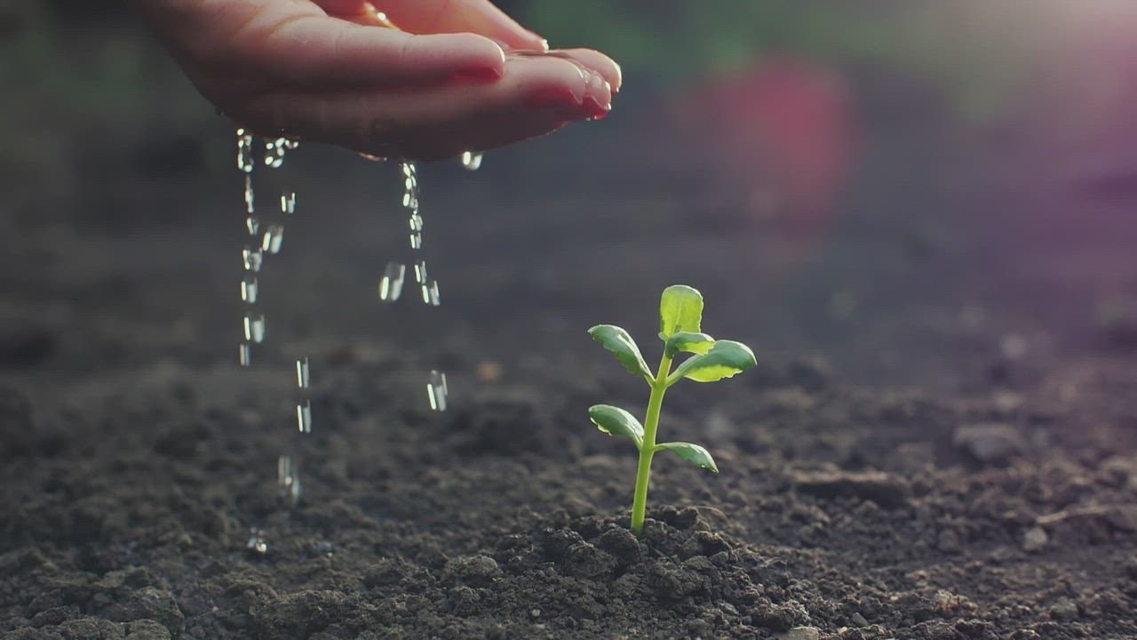 Person watering a small plant by hand - Free Stock Video