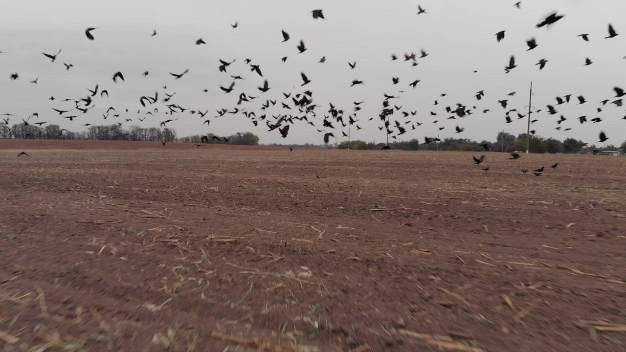 Field for sowing with many crows taking off - Free Stock Video
