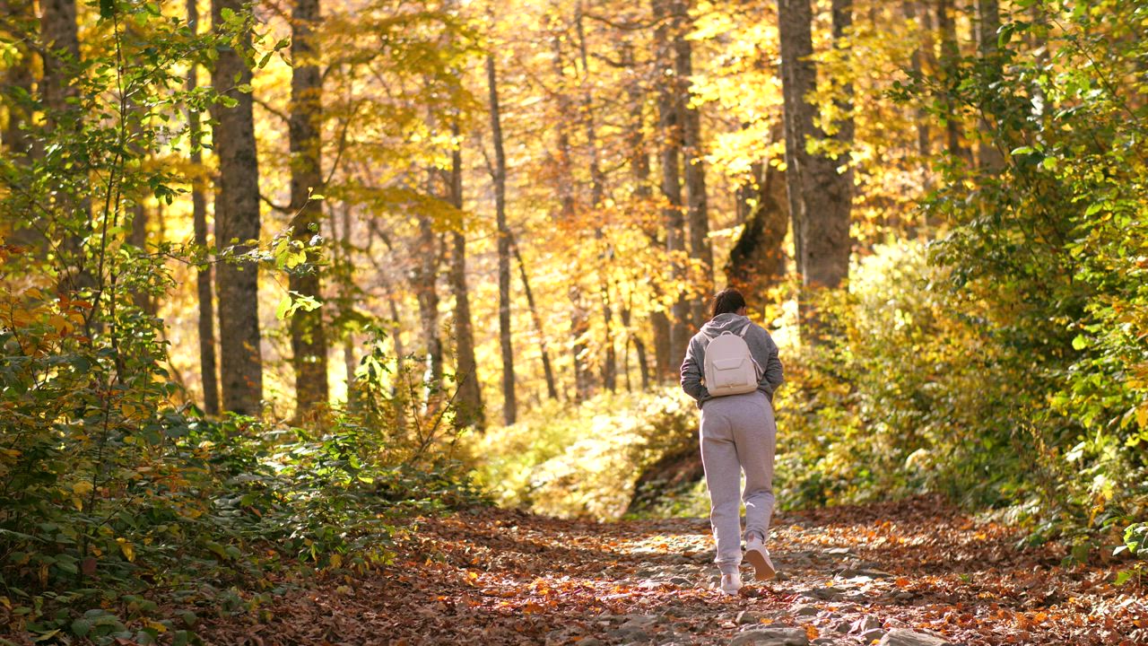 Woman taking a walk in the autumnal forest - Free Stock Video