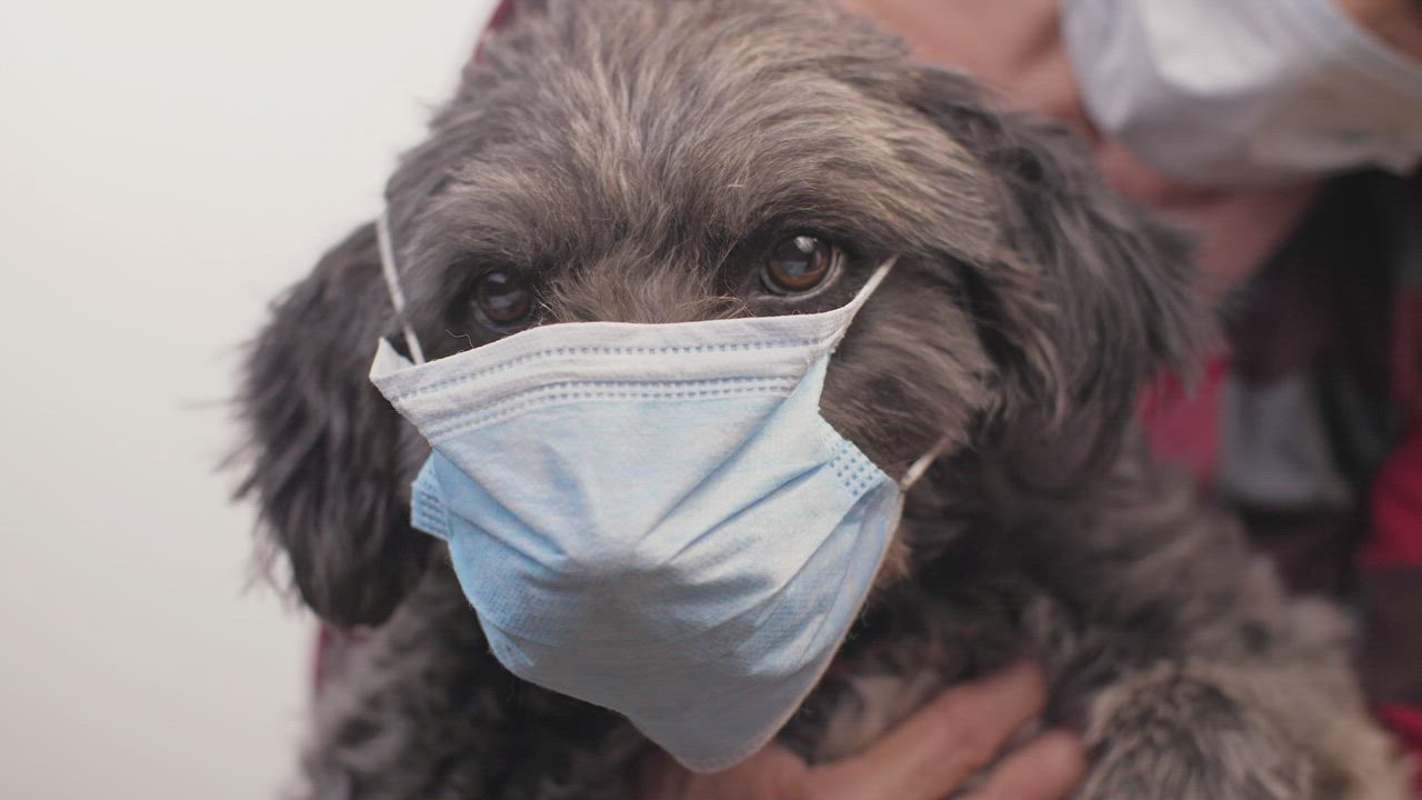 Little dog wearing a mask - Free Stock Video