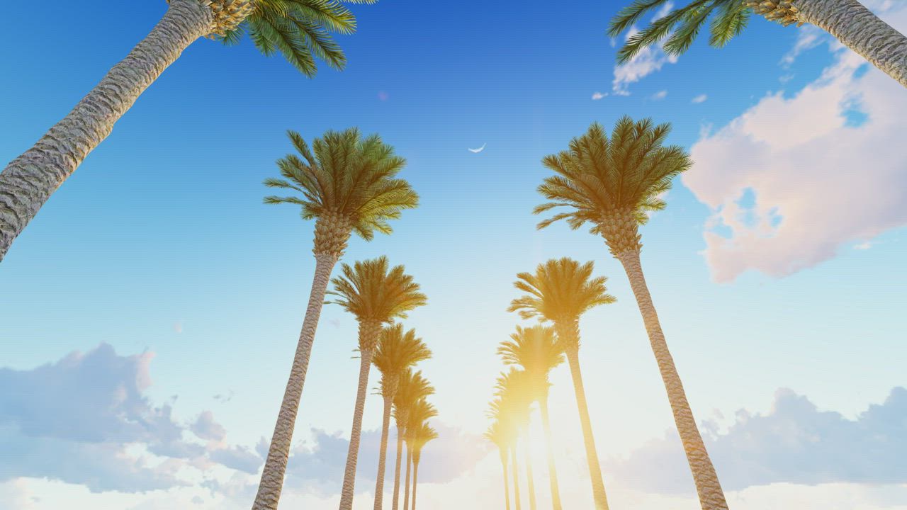 Walking down a hallway of tall palm trees - Free Stock Video