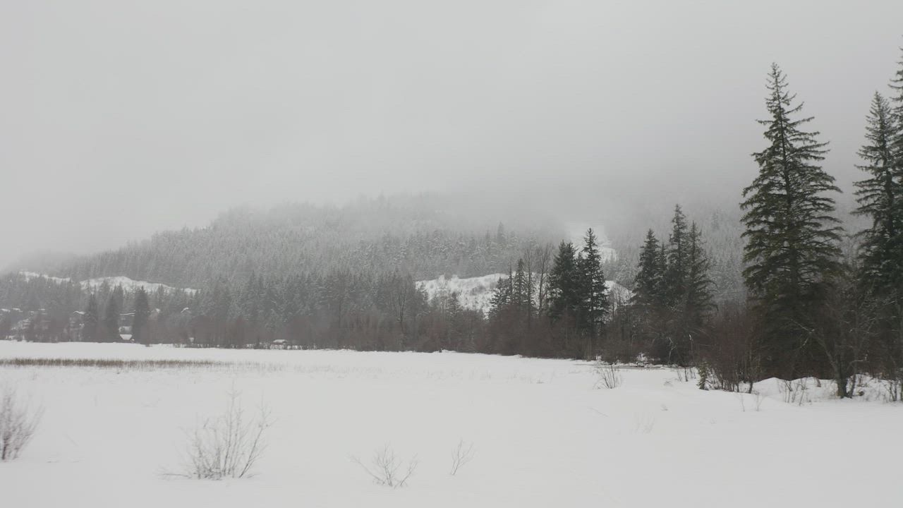 Prairie snow in a pine forest - Free Stock Video