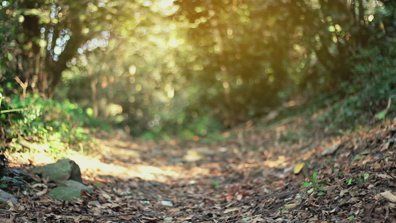 Person running away from something in a forest - Free Stock Video