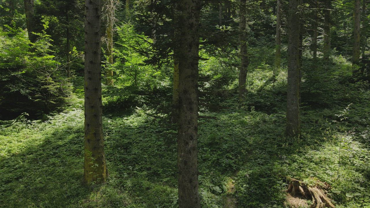 Inside a forest of tall trees and vegetation - Free Stock Video