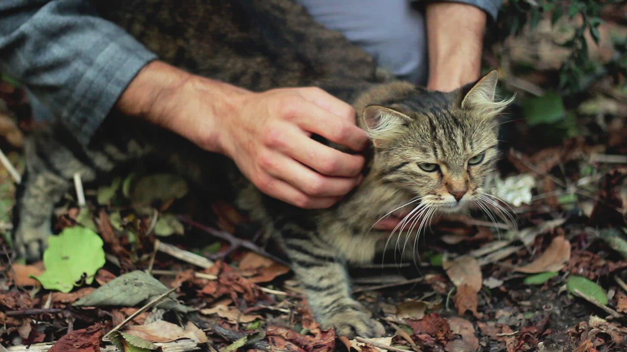 Man petting a cat in nature - Free Stock Video