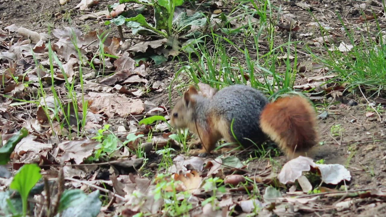 Squirrel in nature feeding on plants - Free Stock Video