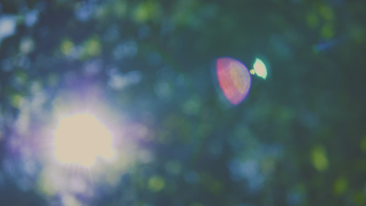 Lens flares from the sun through the out-of-focus trees - Free Stock Video