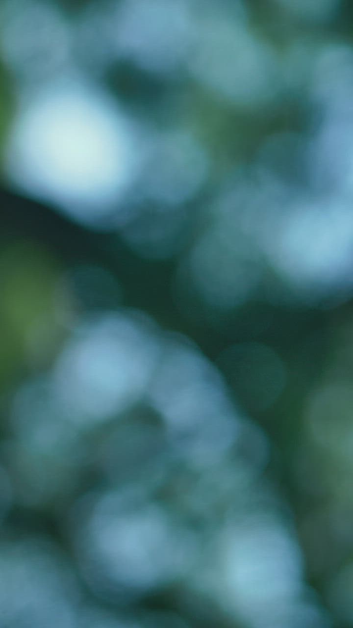 Green leaves and branches of a tree out of focus - Free Stock Video