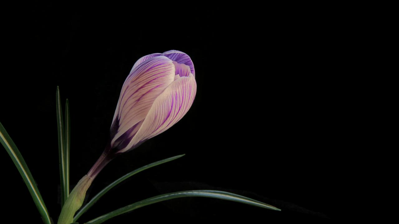 Purple flower blooming slowly - Free Stock Video