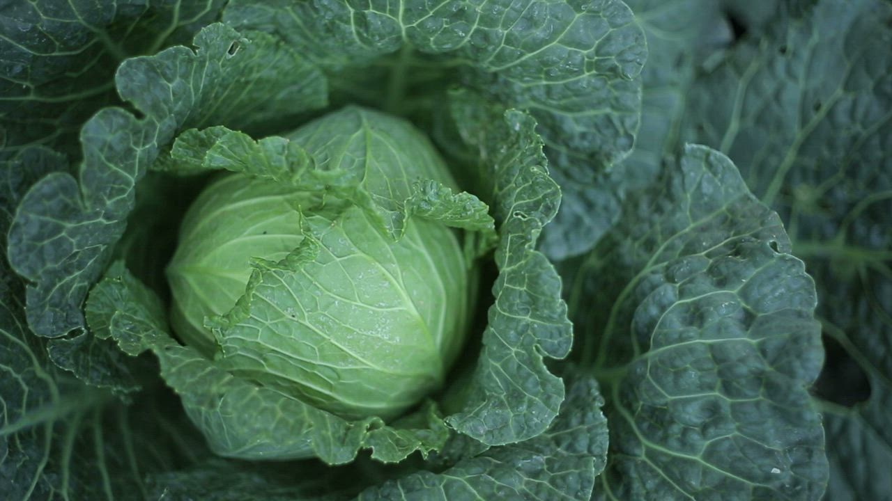 Texture of lettuces - Free Stock Video