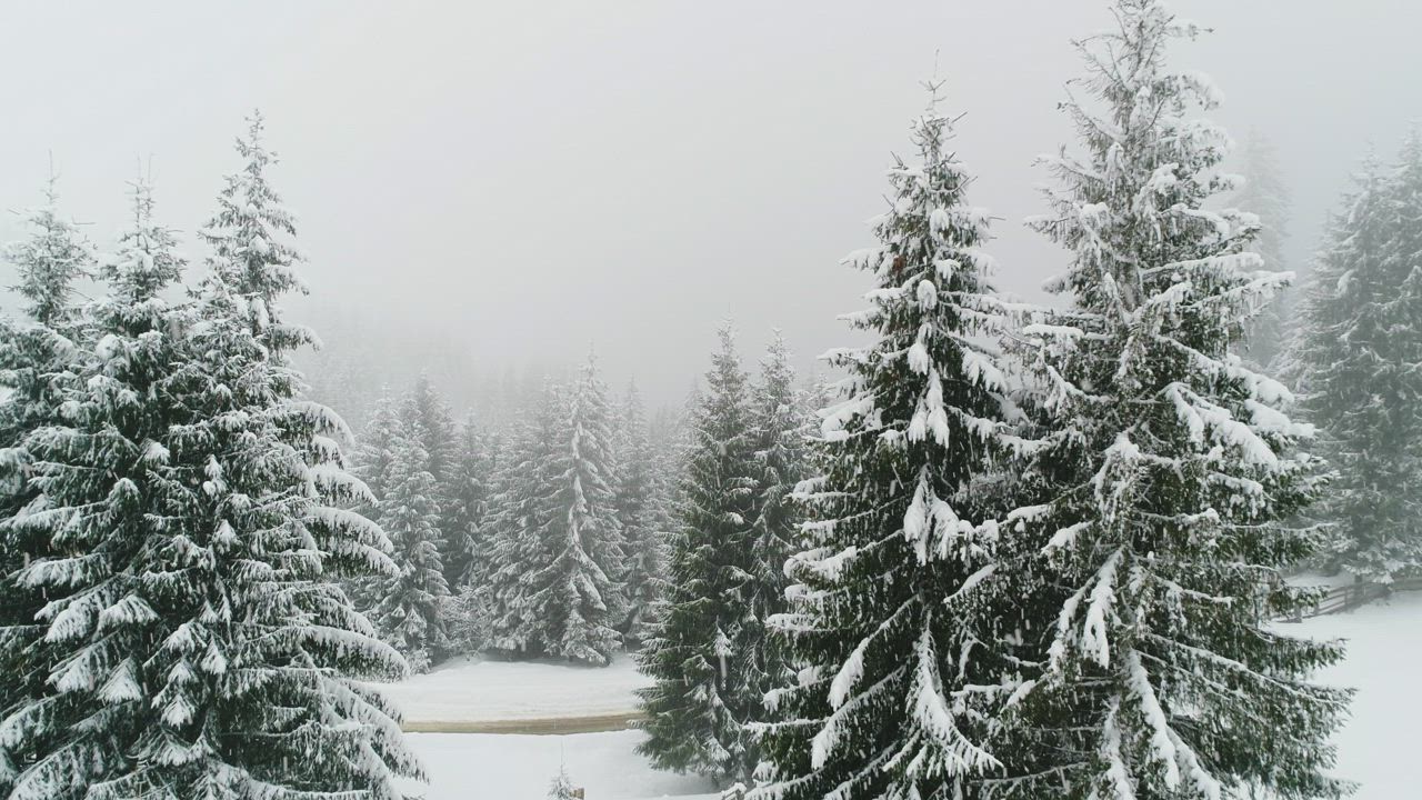 Frozen forest while is snowing - Free Stock Video