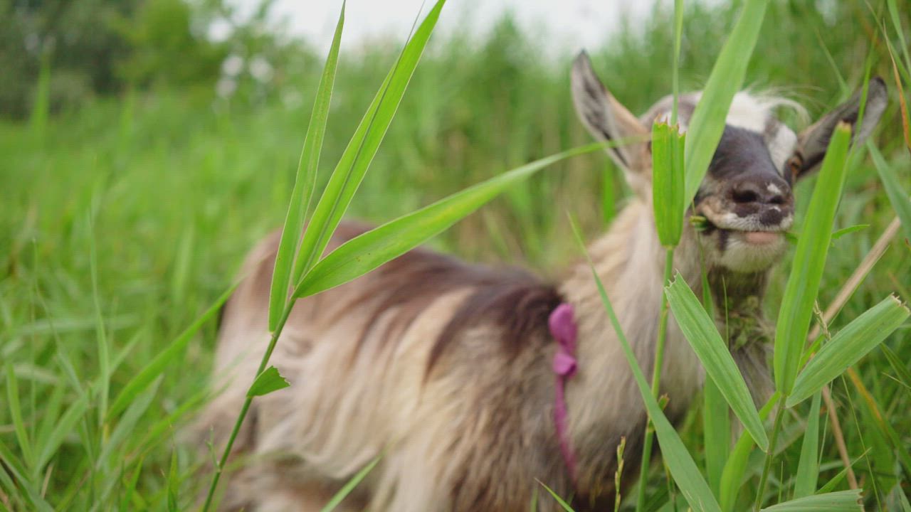 Goat feeding in the grass - Free Stock Video