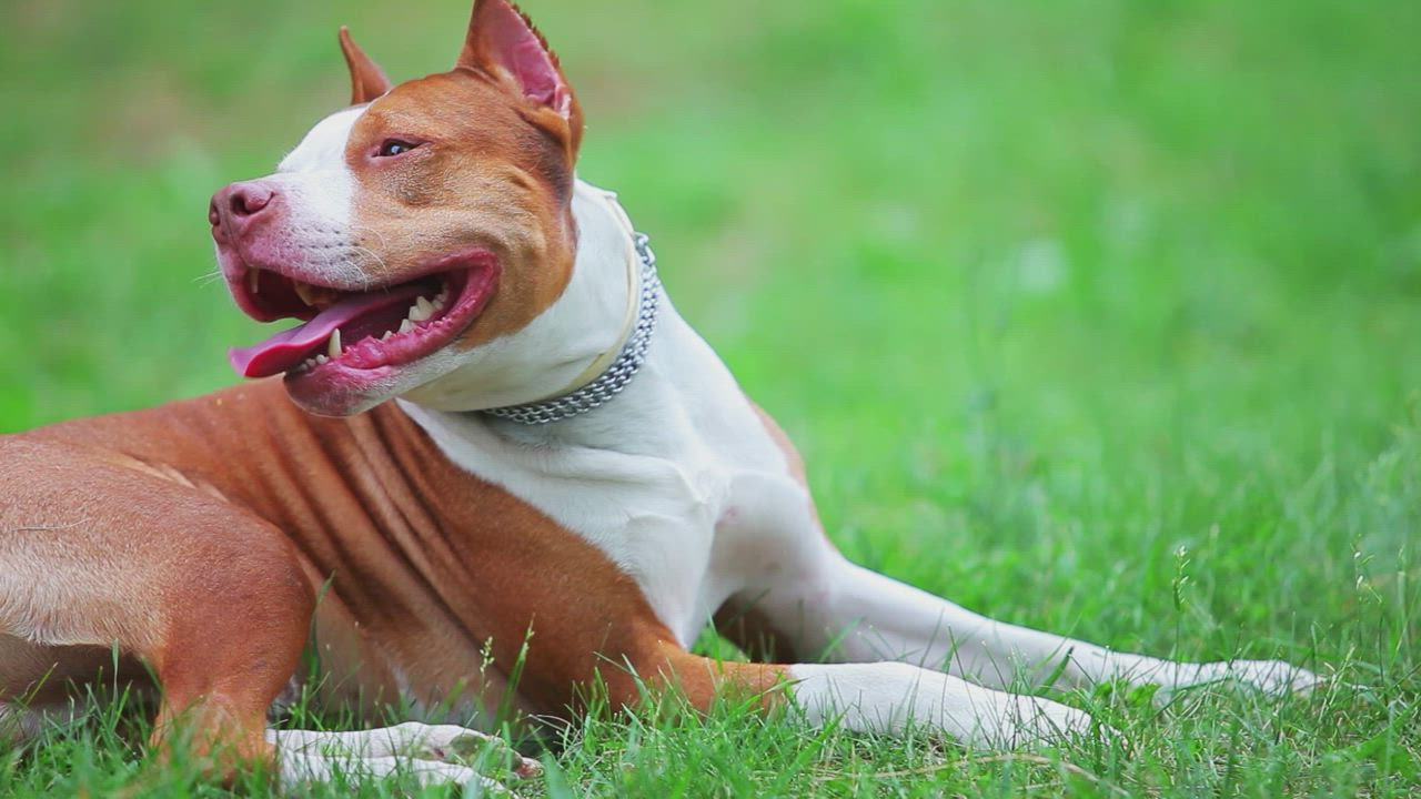 Little pit bull dog terrier - Free Stock Video