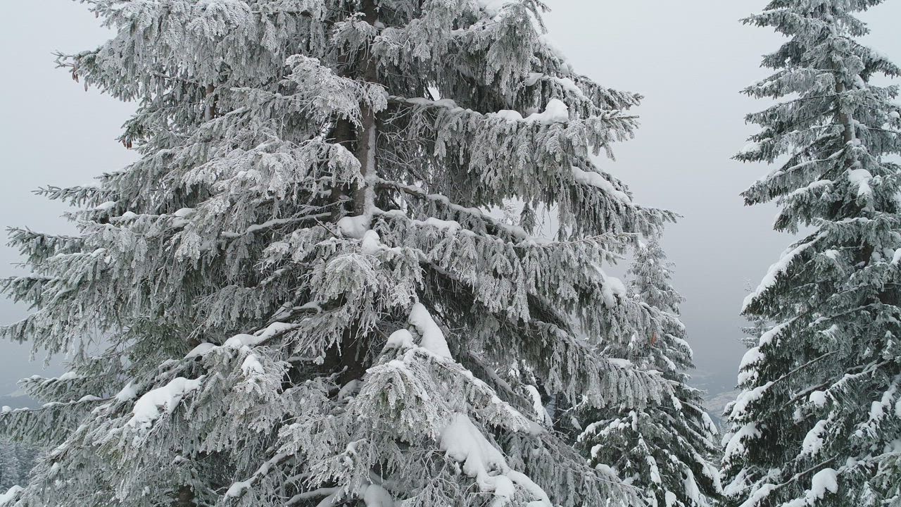 Frozen pine tree at a foggy forest - Free Stock Video