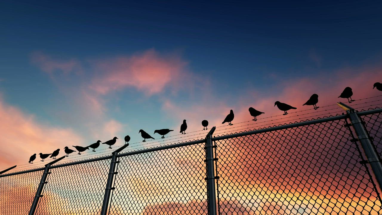 Birds on a wire fence - Free Stock Video