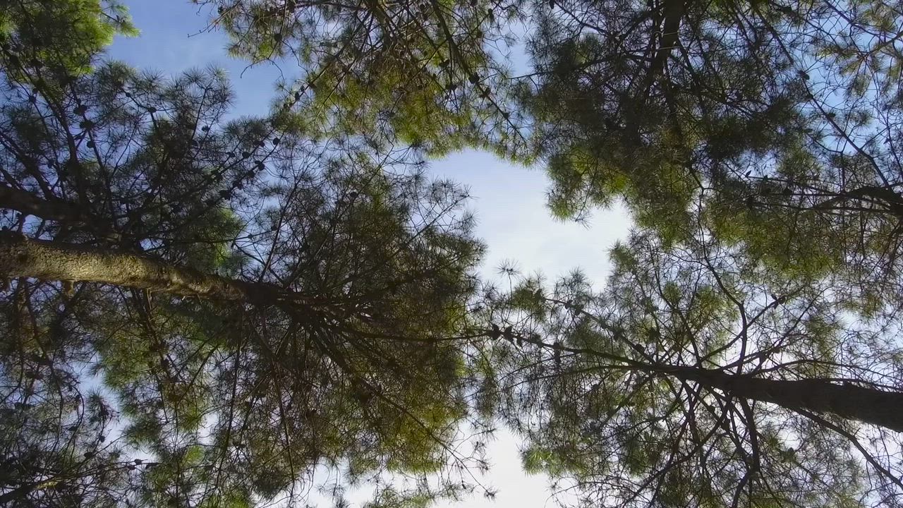 Low spinning shot of some trees in a forest - Free Stock Video