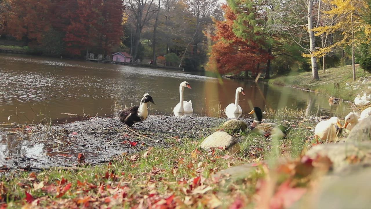 Ducks near a river in an autumn forest - Free Stock Video