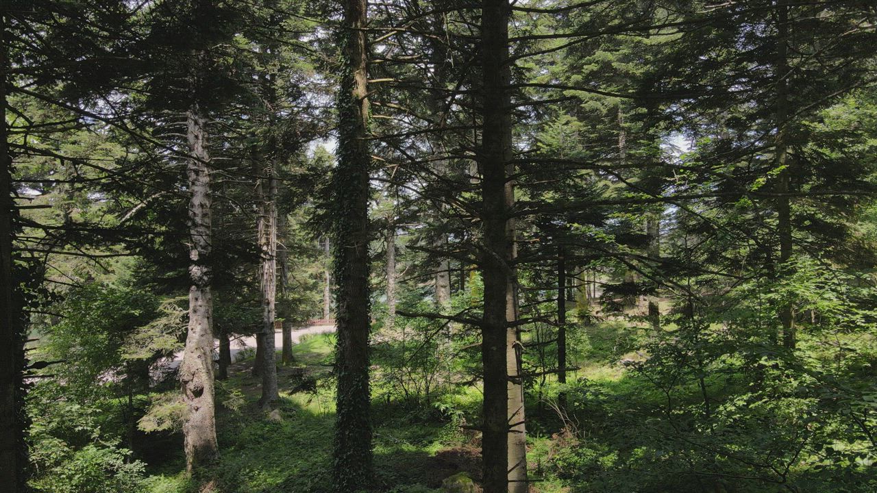 Epic shot of a green forest - Free Stock Video
