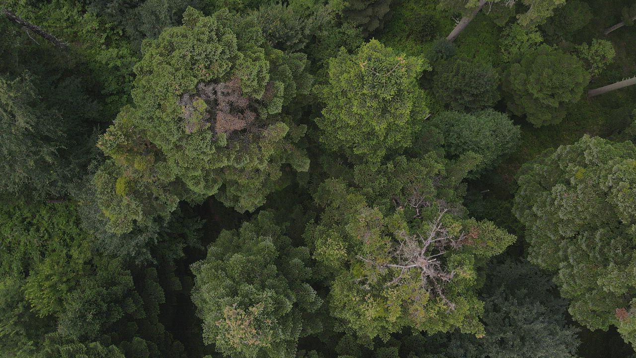 Immense pine forest seen from above - Free Stock Video