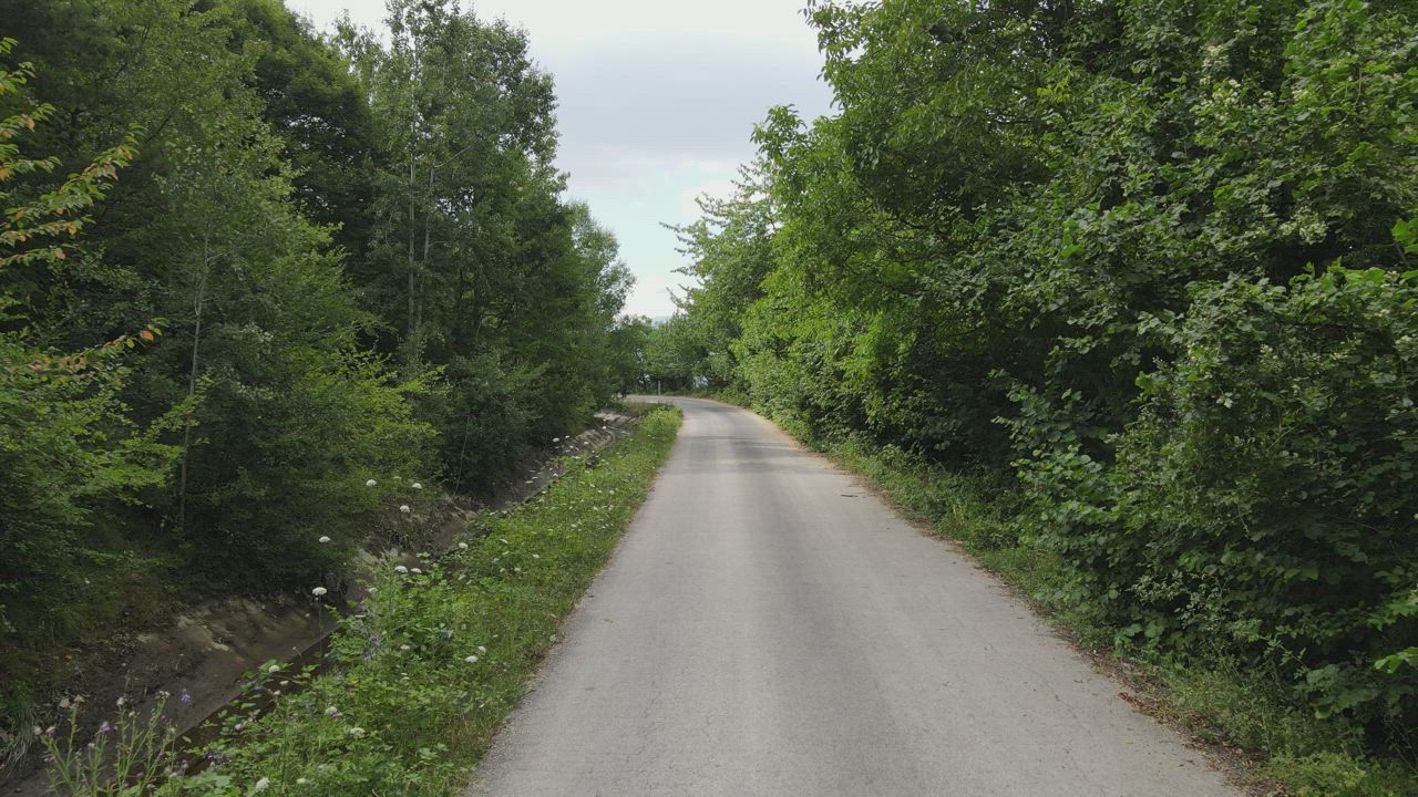 Narrow and lonely road surrounded by a forest - Free Stock Video