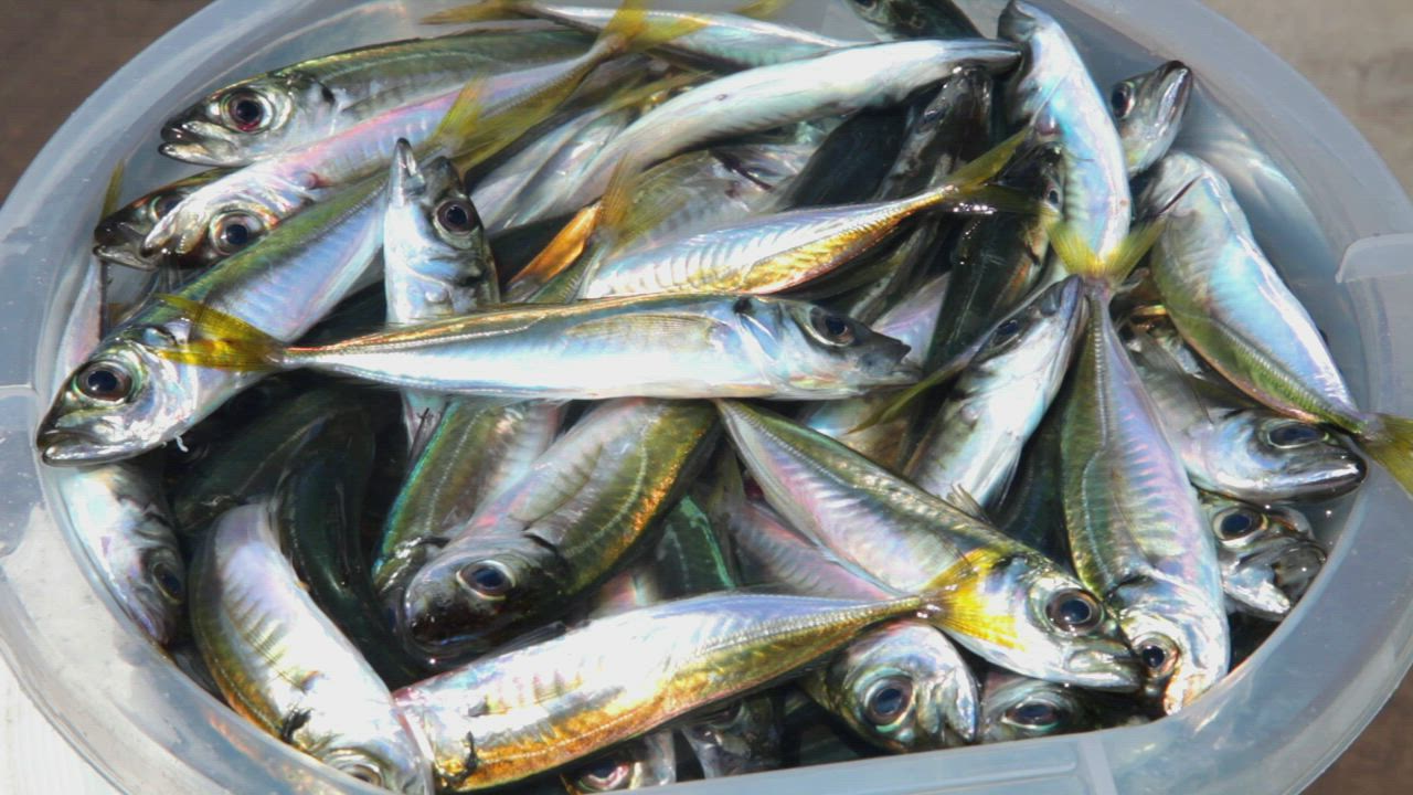 Filling a bowl full of fish - Free Stock Video