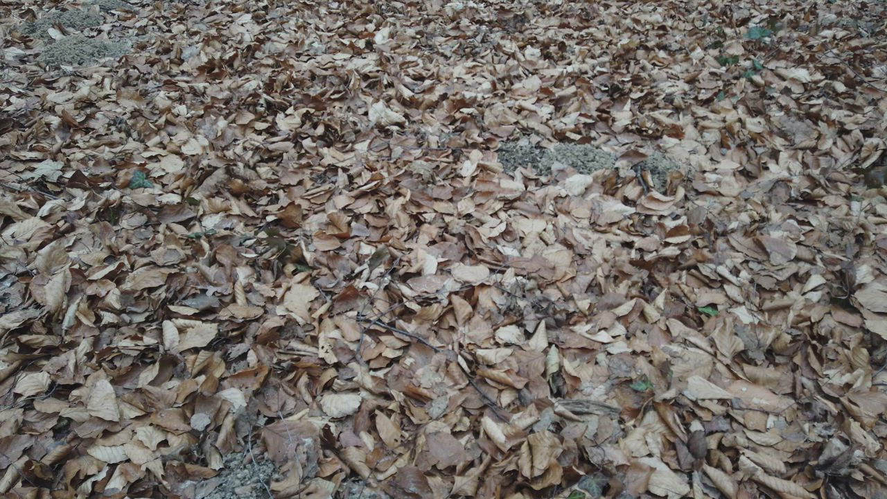 Floor of a forest of tall trees covered with dry leaves - Free Stock Video