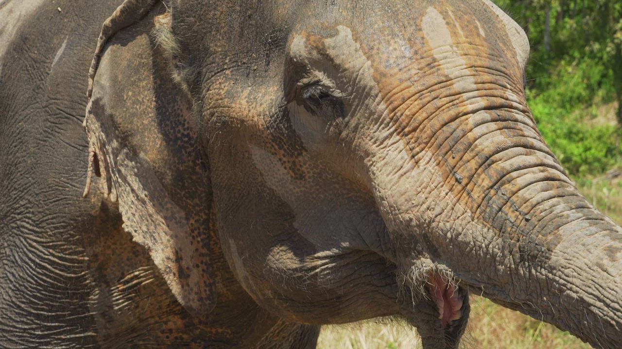 Wet elephant in the savanna - Free Stock Video