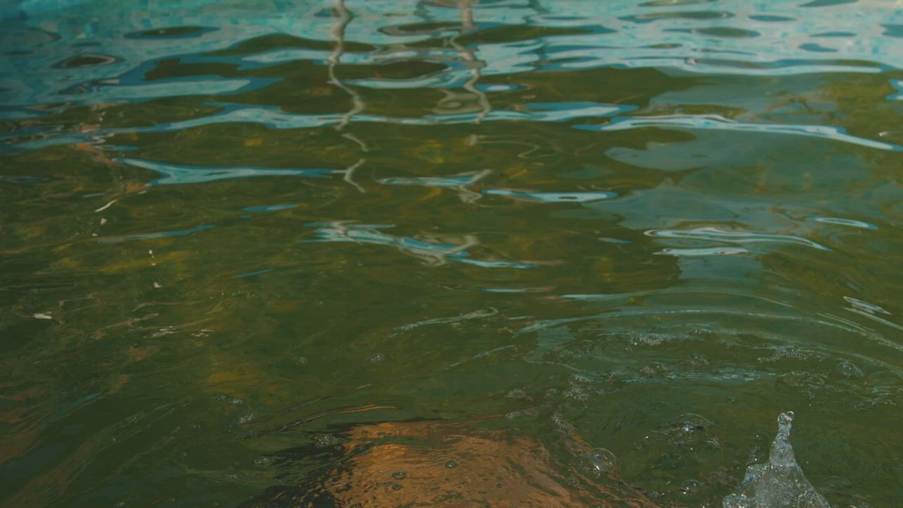 Man emerging from the water of a swimming pool - Free Stock Video