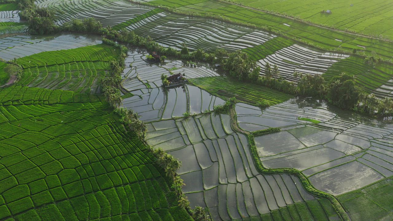 Rice terraces with water in the countryside - Free Stock Video