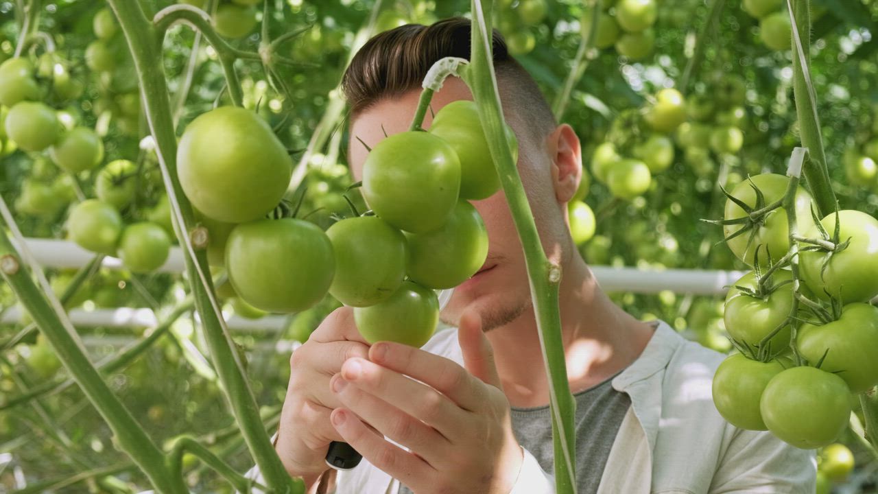Farmer checking vegetables quality in a greenhouse - Free Stock Video