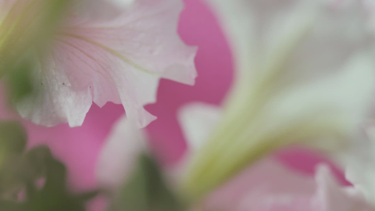 White flowers from behind - Free Stock Video